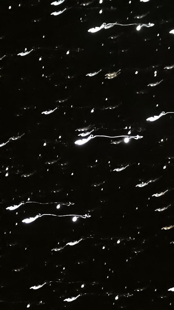 Squiggly Stars - Astrophotography - Oklahoma City Astronomy Club