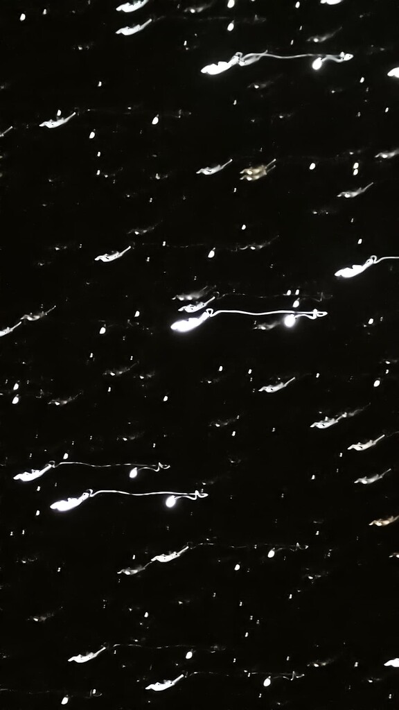 Squiggly Stars - Astrophotography - Oklahoma City Astronomy Club